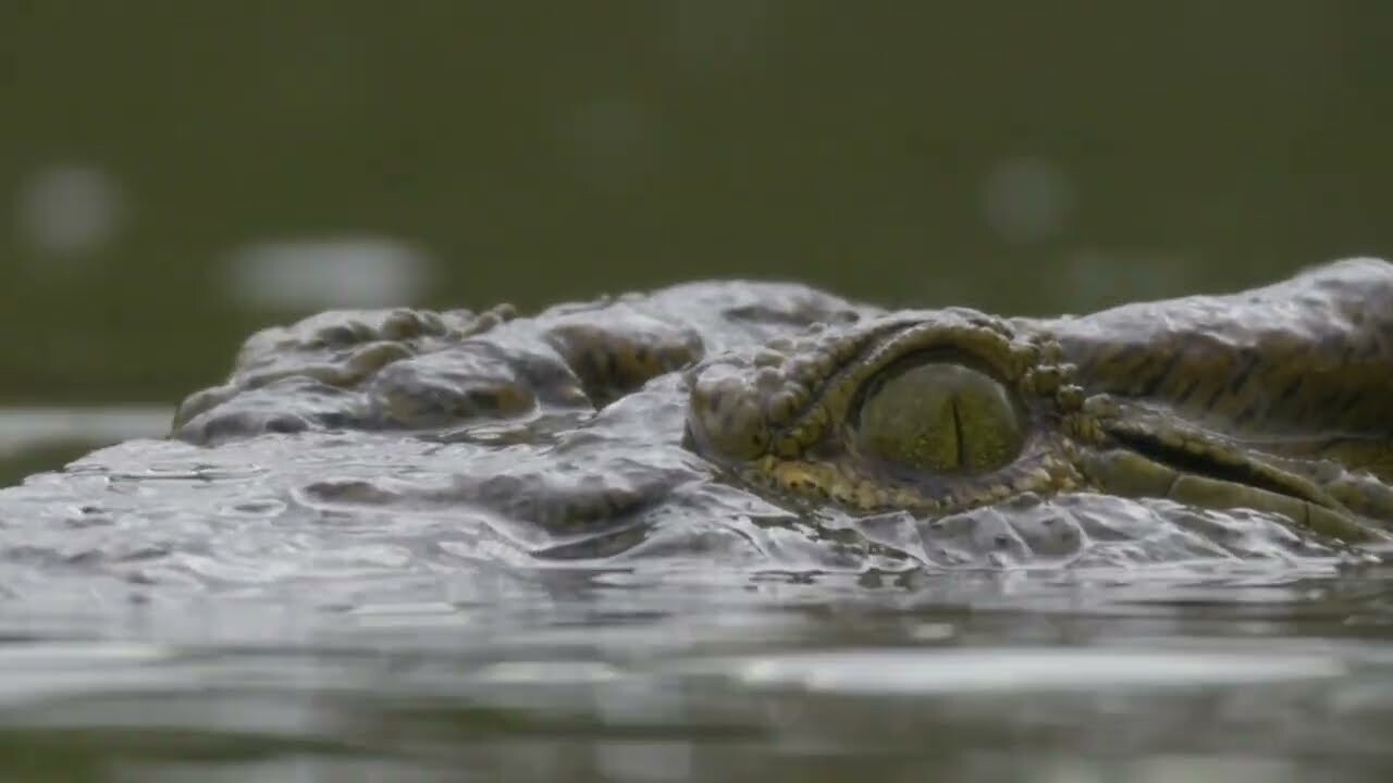 ArtStation - Shamosuchus - Prehistoric Planet - scultp