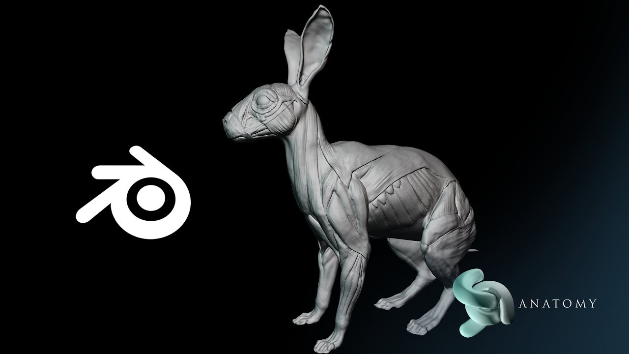 ArtStation - Rabbit Anatomy In Blender