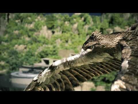 ArtStation - Elavia commercial