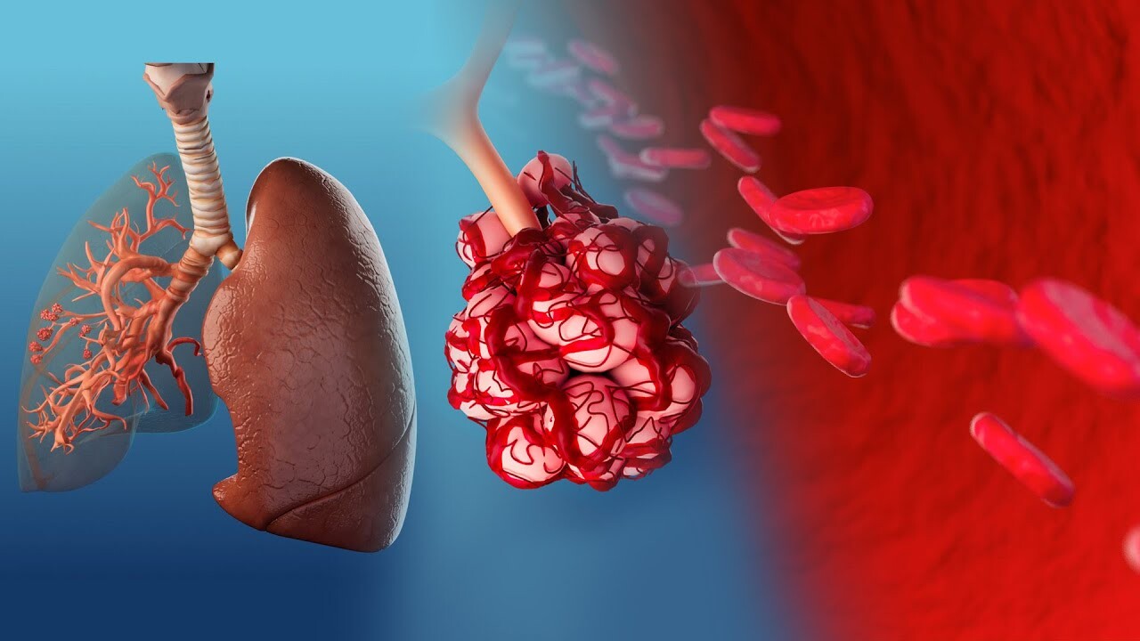 ArtStation - Lungs and Blood Oxygenation - Medical Animation