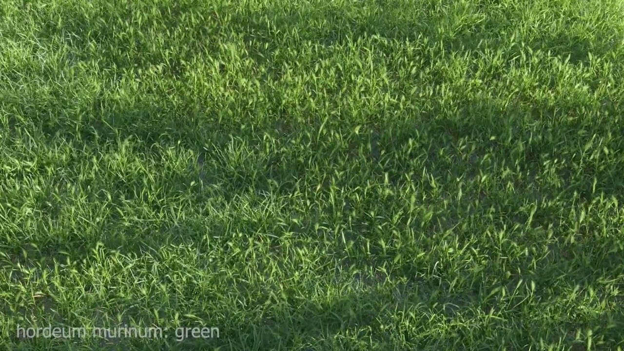 ArtStation - Wall barley: animated 3d grass