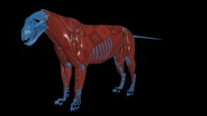 ArtStation - MUSCLE SIMULATION