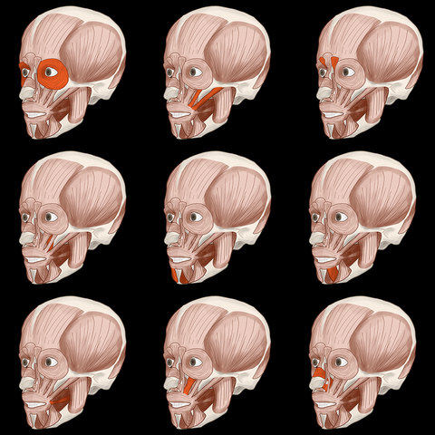ArtStation - Face Muscles Bundle (Anterolateral View) - HD standard ...