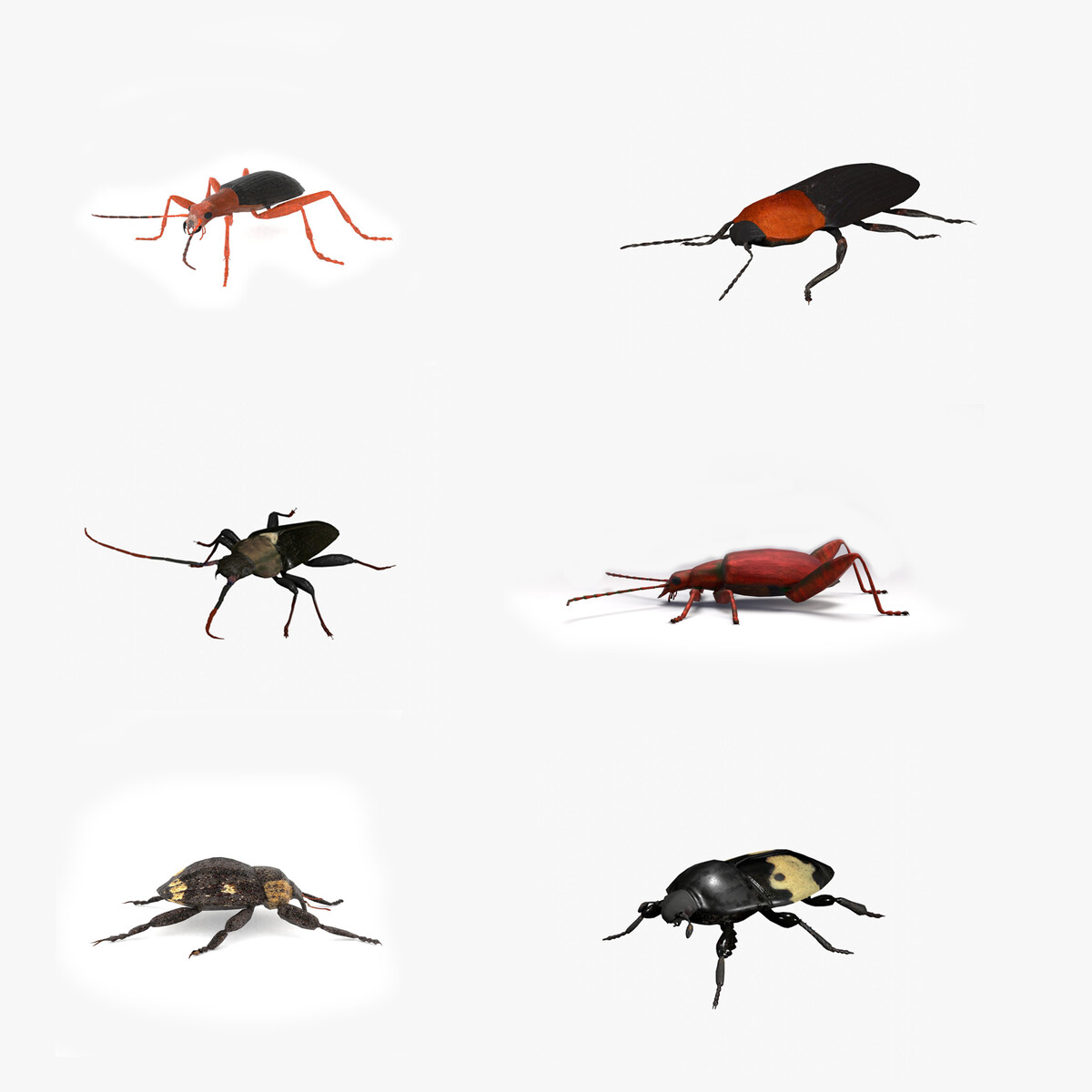 ArtStation - Beetles bundle