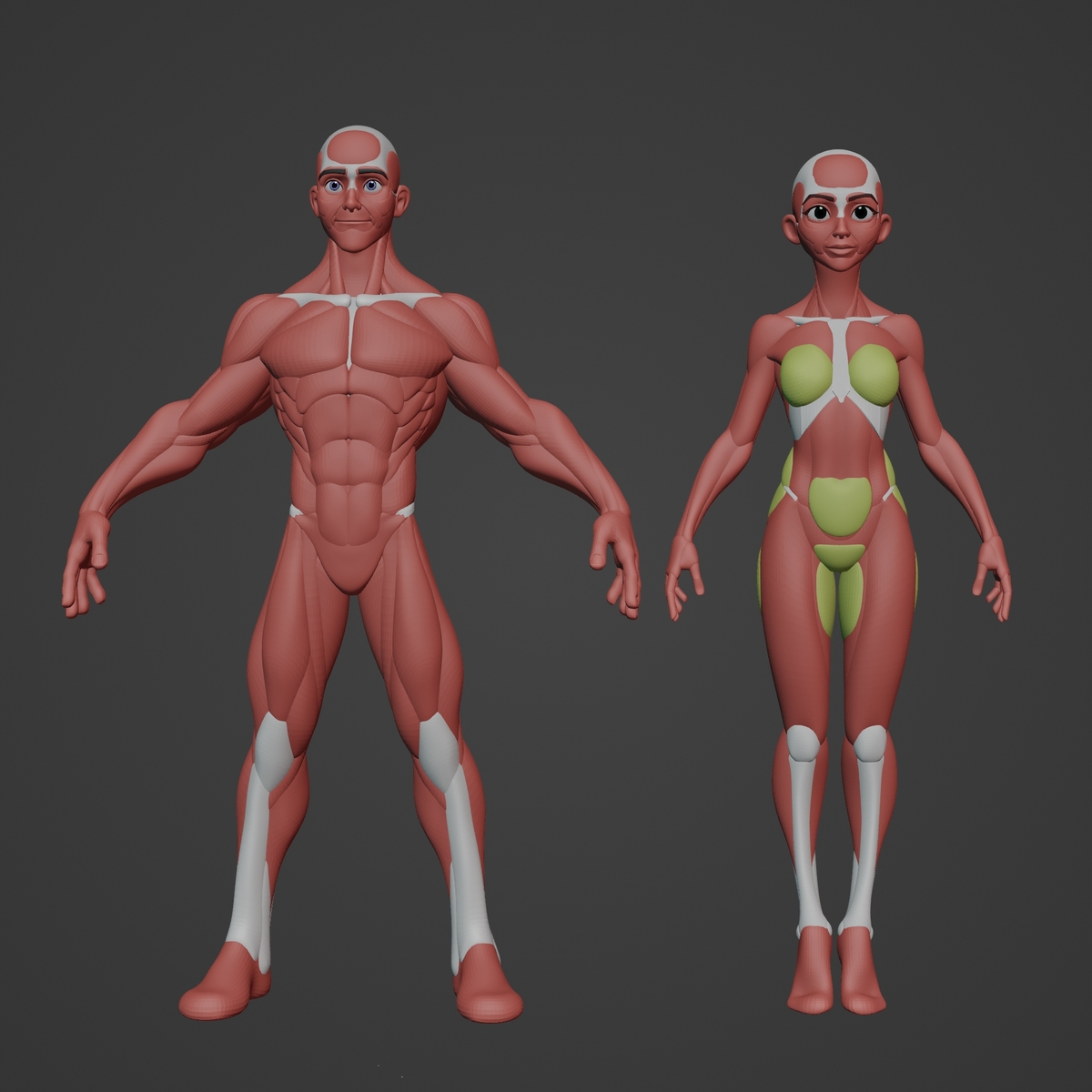 ArtStation - Stylized Male and Female Anatomy Ecorche
