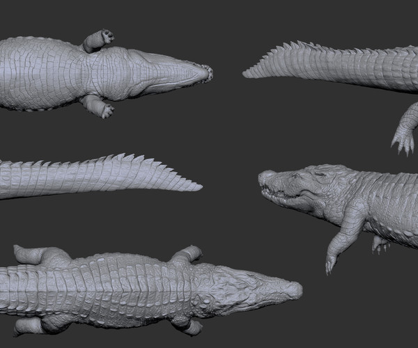 ArtStation - Nile Crocodile 3D Model - T-Pose, LowPoly, SubD, and ...