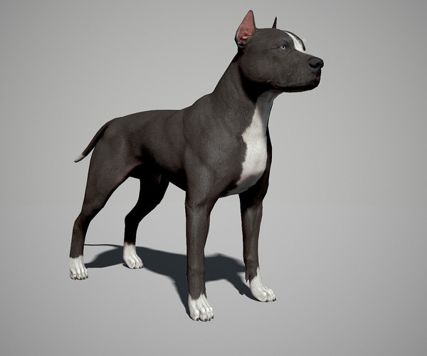 ArtStation - Pitbull Game-Ready | Game Assets
