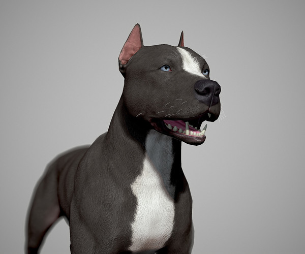 ArtStation - Pitbull Game-Ready | Game Assets