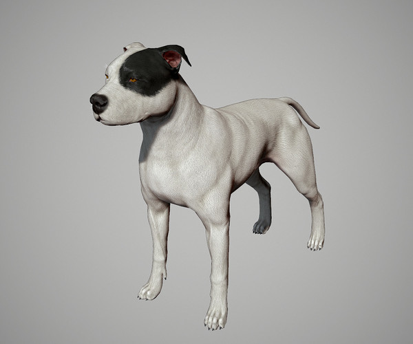 ArtStation - Pitbull Game-Ready | Game Assets