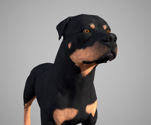 ArtStation - Rottweiler Game-Ready | Game Assets