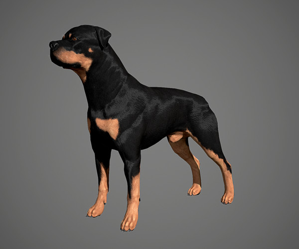 ArtStation - Rottweiler Game-Ready | Game Assets