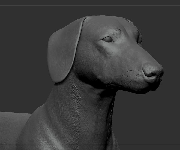 ArtStation - Dachshund Game-Ready | Game Assets