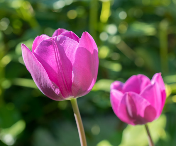 ArtStation - Reference: Flower and Macro Pack 100 | Resources