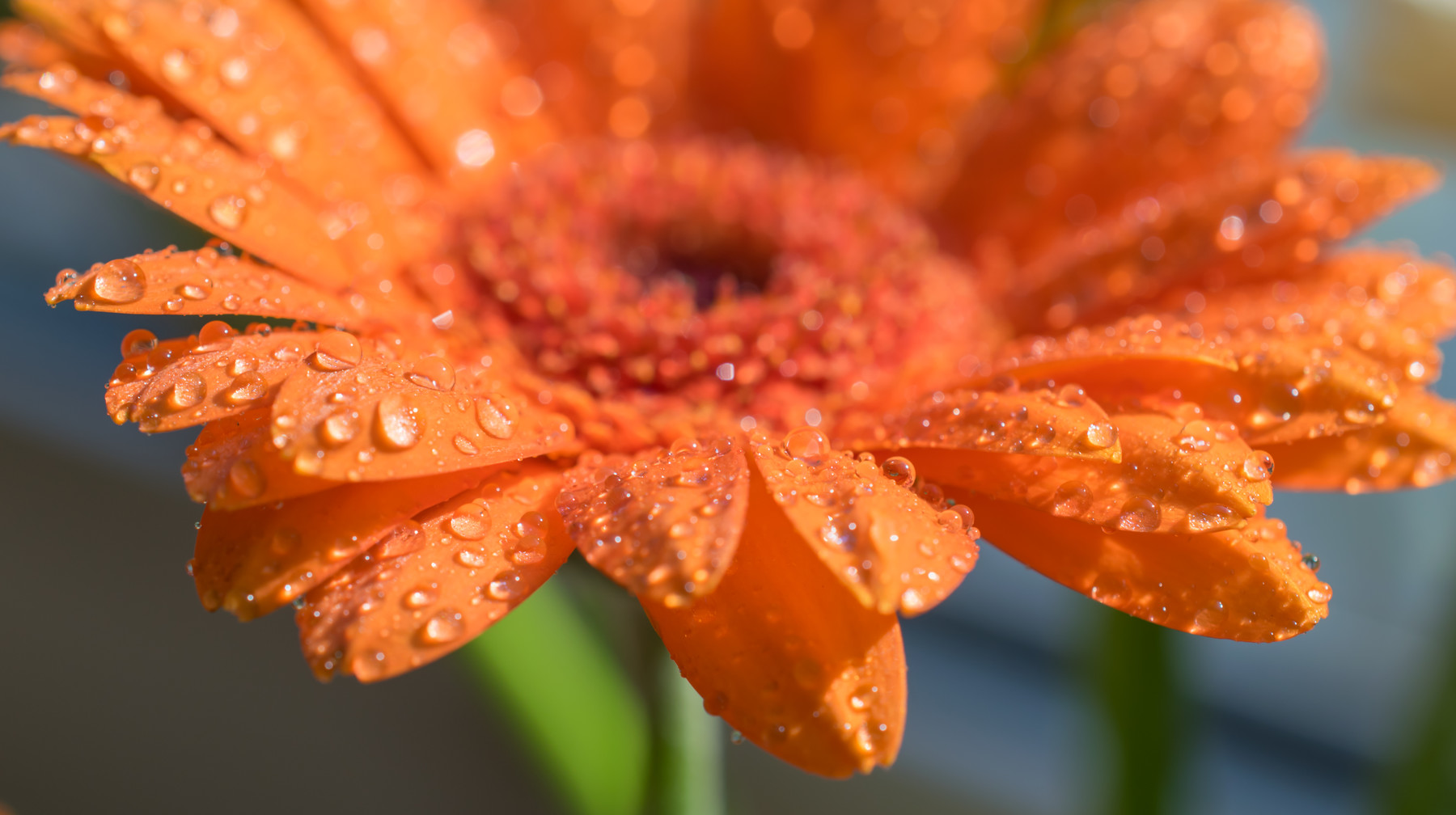 ArtStation - Reference: Flower and Macro Pack 100 | Resources