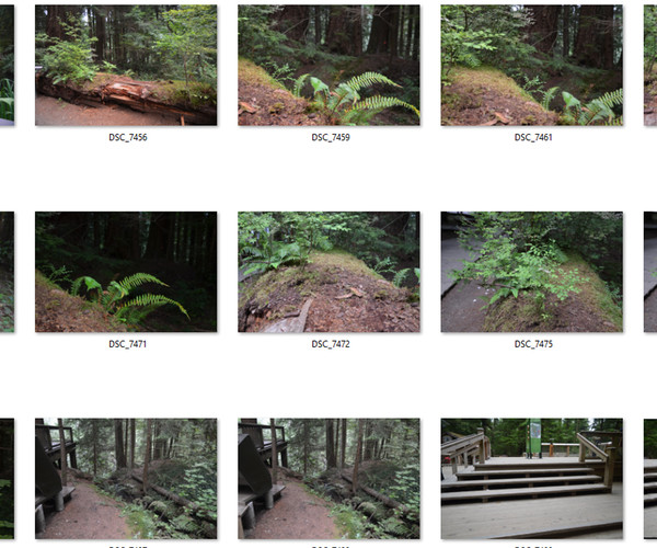 ArtStation - Forest Interior - 1300+ Photographic Reference Images ...