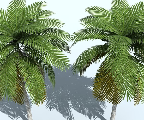 ArtStation - Palm Tree 3D model | Game Assets