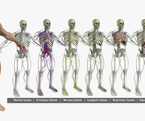 ArtStation - Ultimate Complete Rigged Male | Resources
