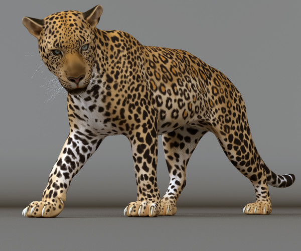 ArtStation - Leopard Maya Rig | Resources