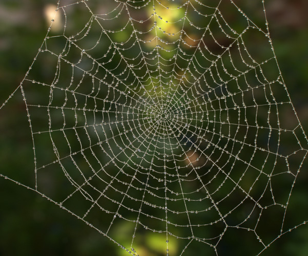 ArtStation - Substance - Spider Web Generator | Resources
