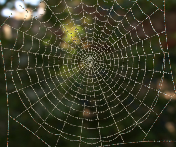 ArtStation - Substance - Spider Web Generator | Resources