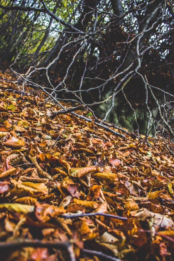 ArtStation - Autumn Photo Pack | Resources