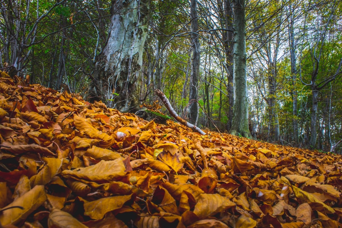 ArtStation - Autumn Photo Pack | Resources