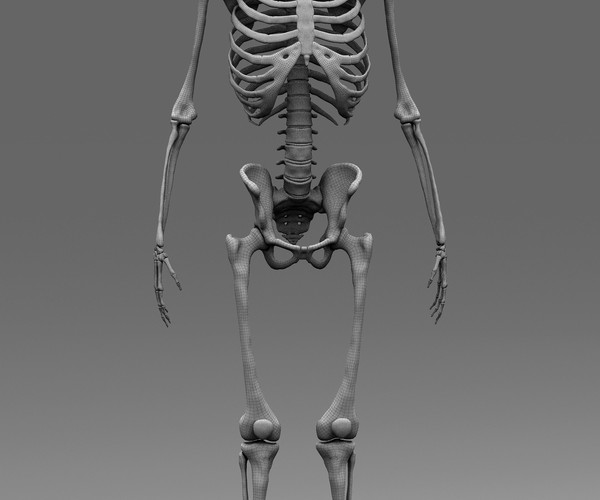 ArtStation - Human Anatomy Male Skeleton | Resources