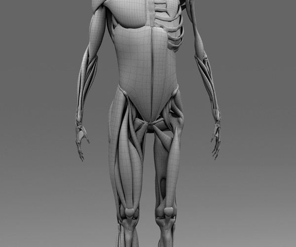 ArtStation - Human Male Anatomy Model | Resources