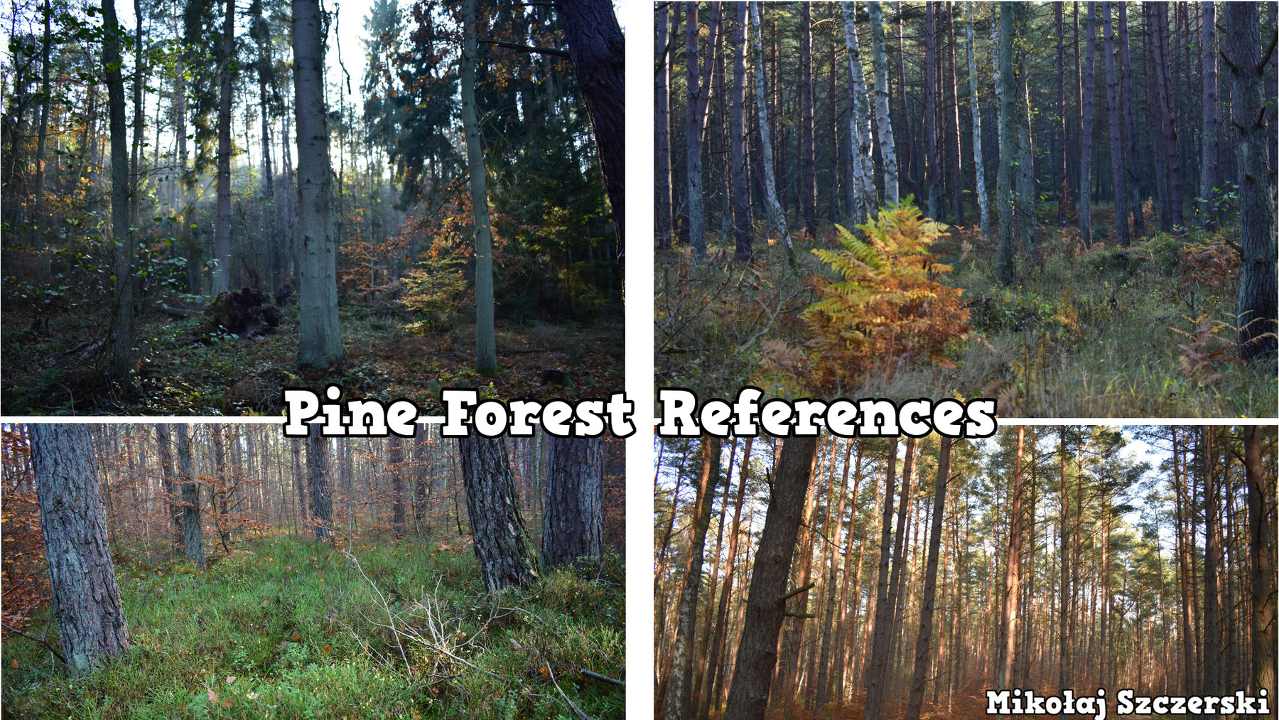 ArtStation - Pine Forest References Photos | Resources