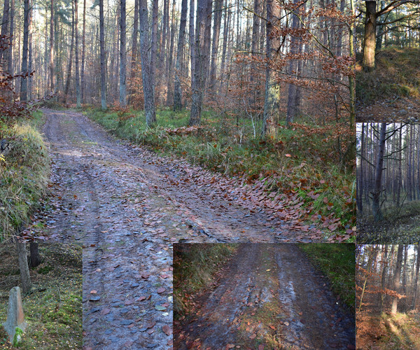 ArtStation - Pine Forest References Photos | Resources