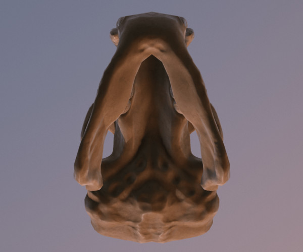 Artstation Gorilla Skull Refined Scan Resources
