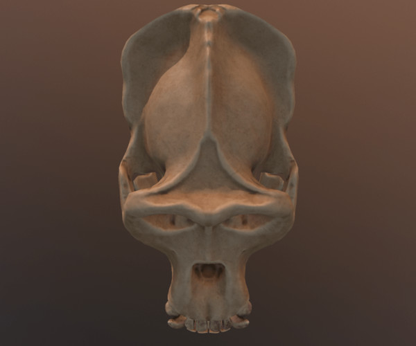 Artstation Gorilla Skull Refined Scan Resources