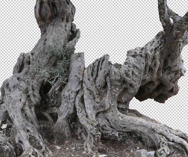 ArtStation - Reference Pack - Knotty Tree Trunk | Resources