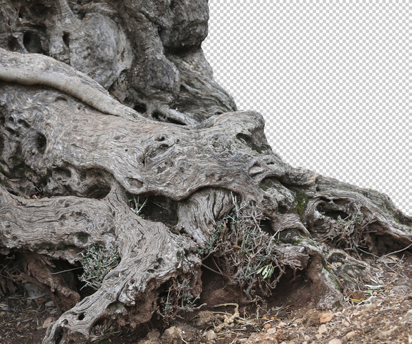 ArtStation - Reference Pack - Knotty Tree Trunk | Resources
