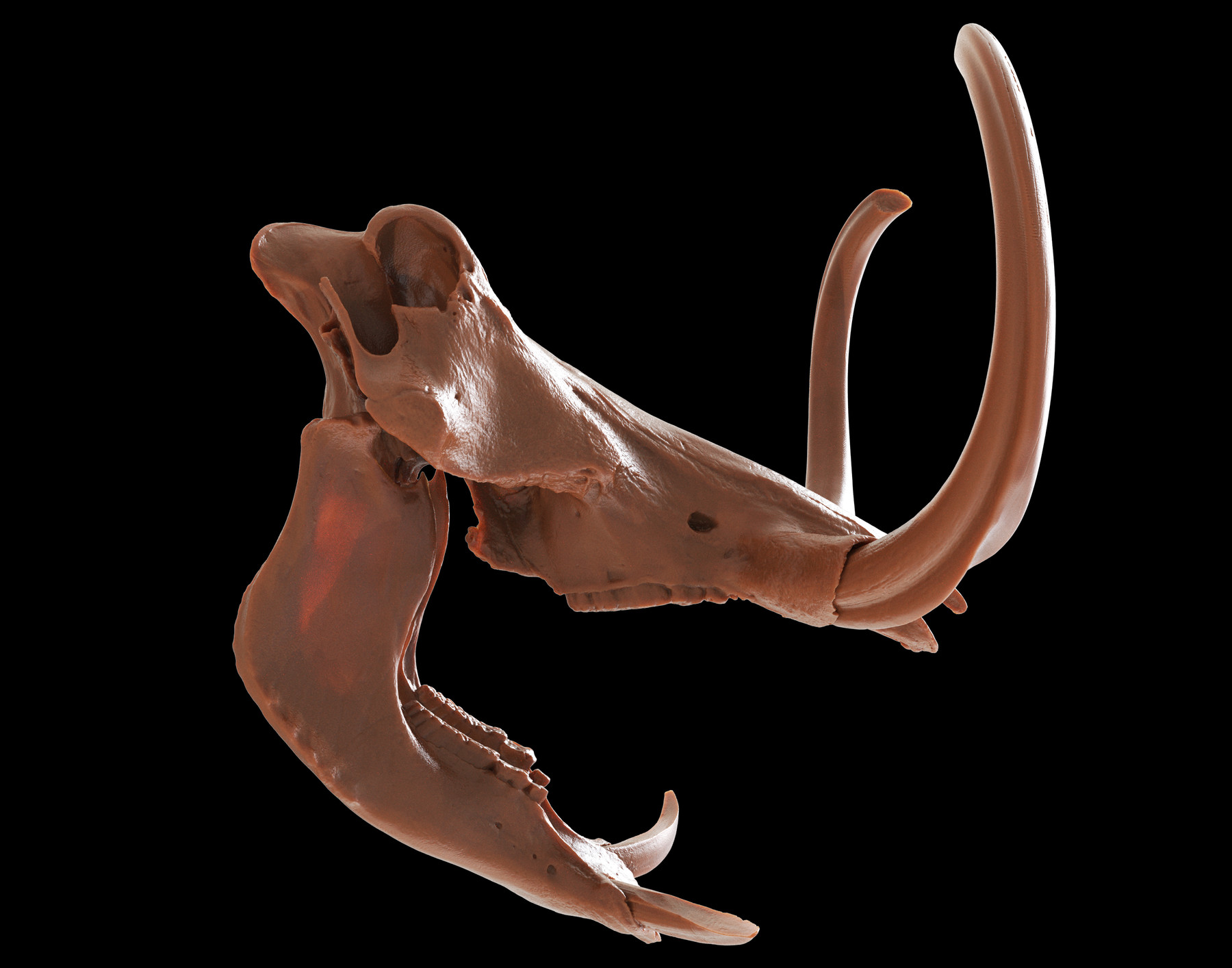 ArtStation - Warthog Skull | Resources