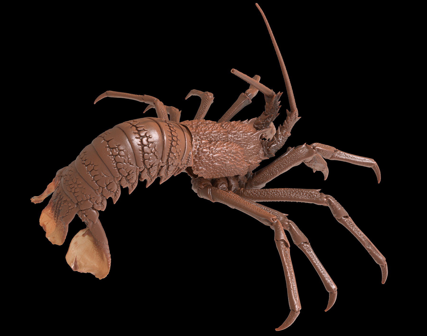 ArtStation - Crayfish | Resources