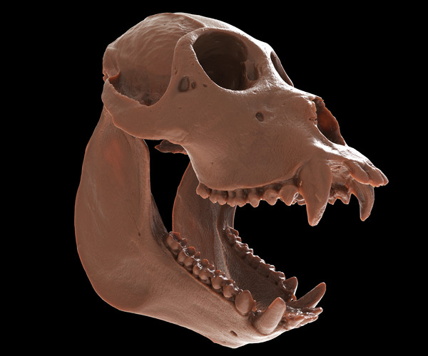 ArtStation - Howler Monkey | Resources