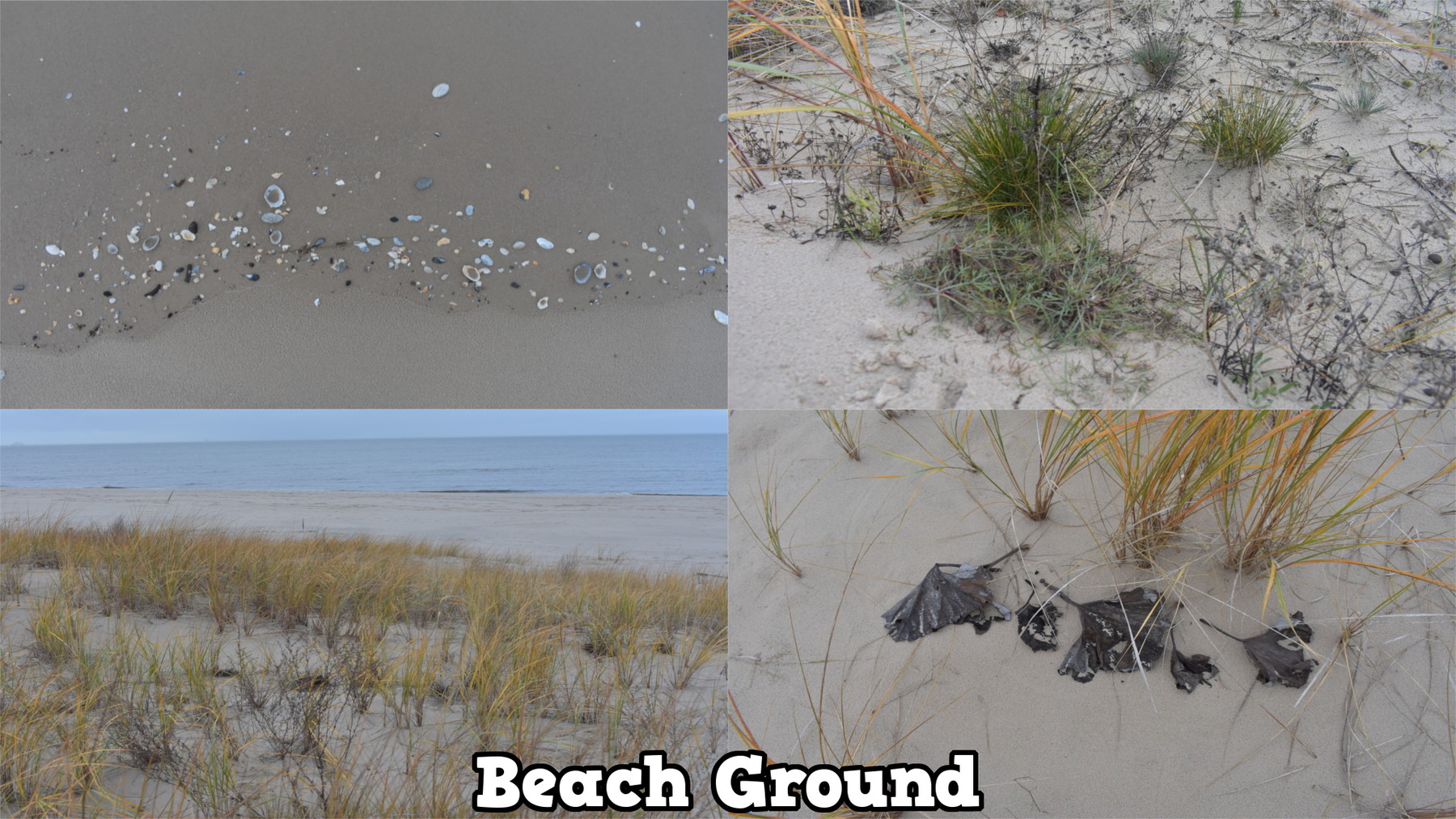 ArtStation - Beach & Dune | Reference Pack | Resources