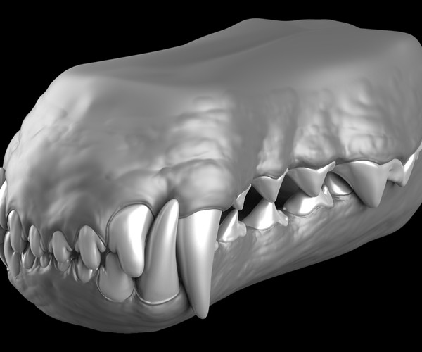 ArtStation - CREATURE KITS: Wolf Teeth & Gums - High Poly OBJ File ...