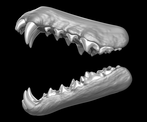 ArtStation - CREATURE KITS: Wolf Teeth & Gums - High Poly OBJ File ...