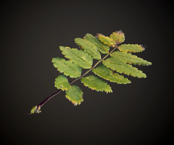 ArtStation - Leaf Green Tropical Seamless PBR Texture with Alpha Map ...