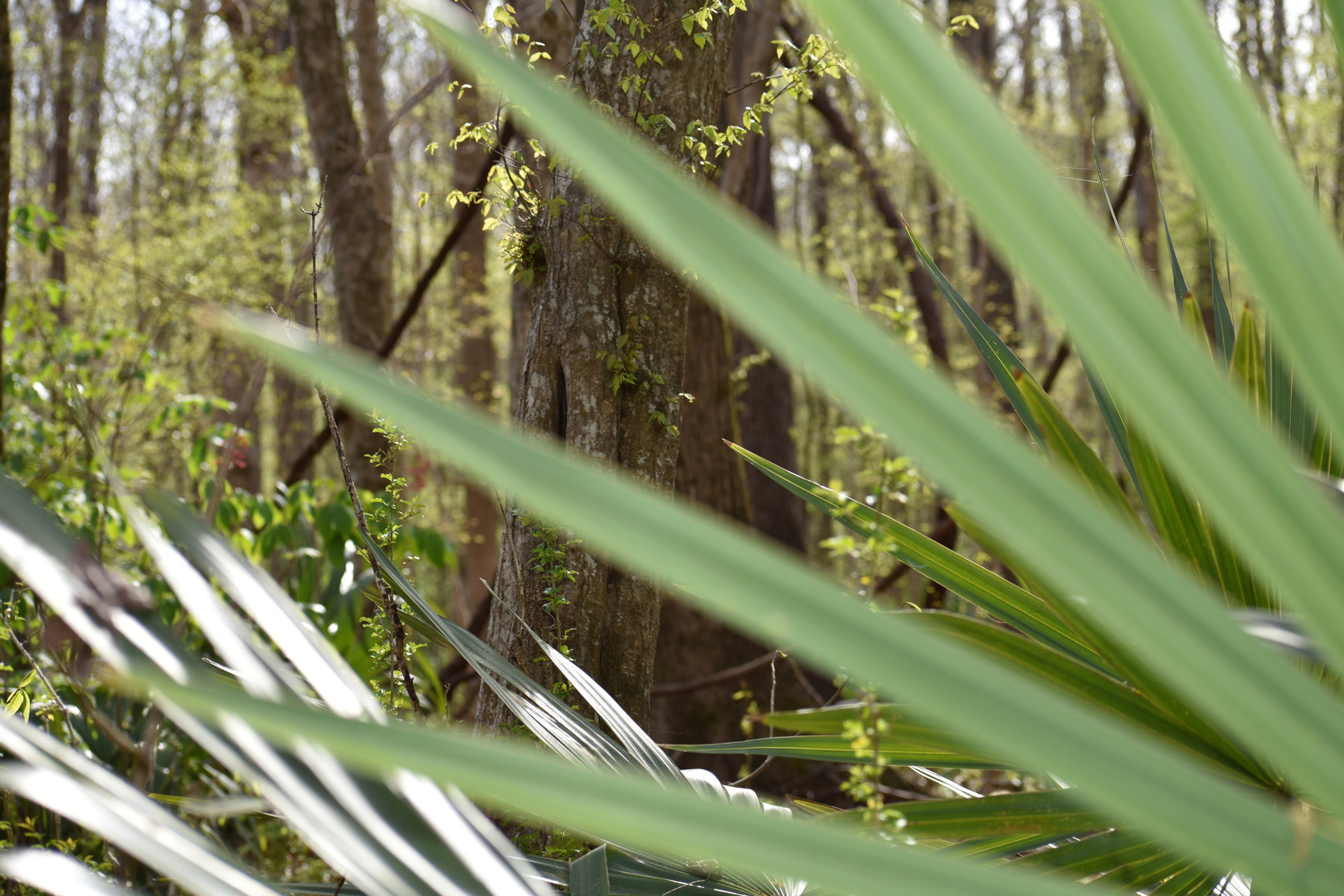 ArtStation - North American Nature: Reference Pack | Resources