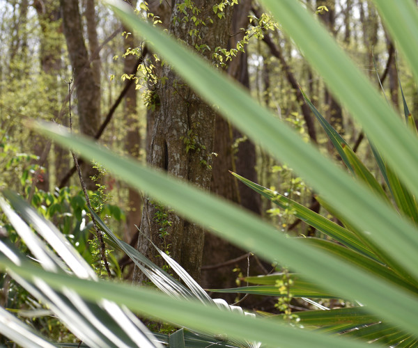 ArtStation - North American Nature: Reference Pack | Resources