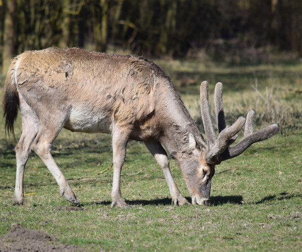 ArtStation - Reference: Animal Pack 100 | Resources