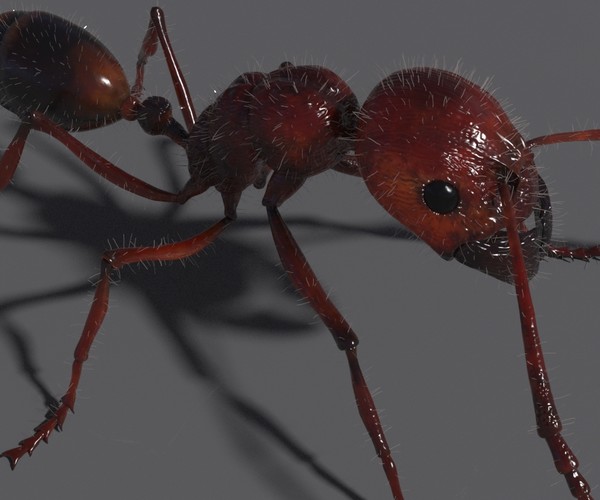 ArtStation - Fire Ant Maya Rig | Resources