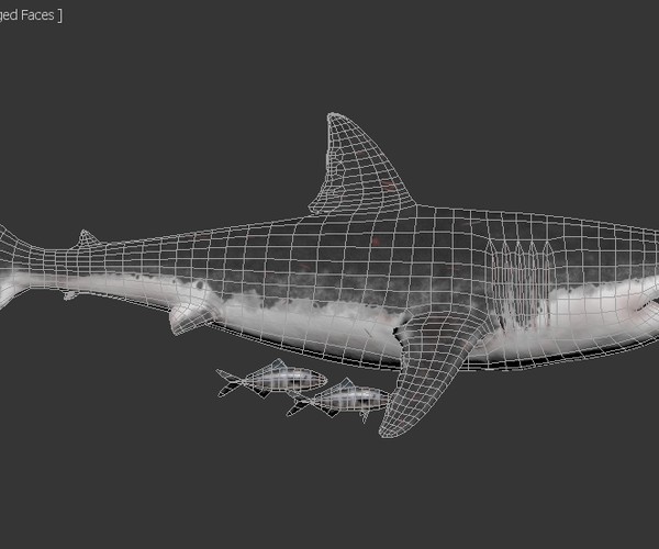 ArtStation - Great white shark low poly + high poly | Resources