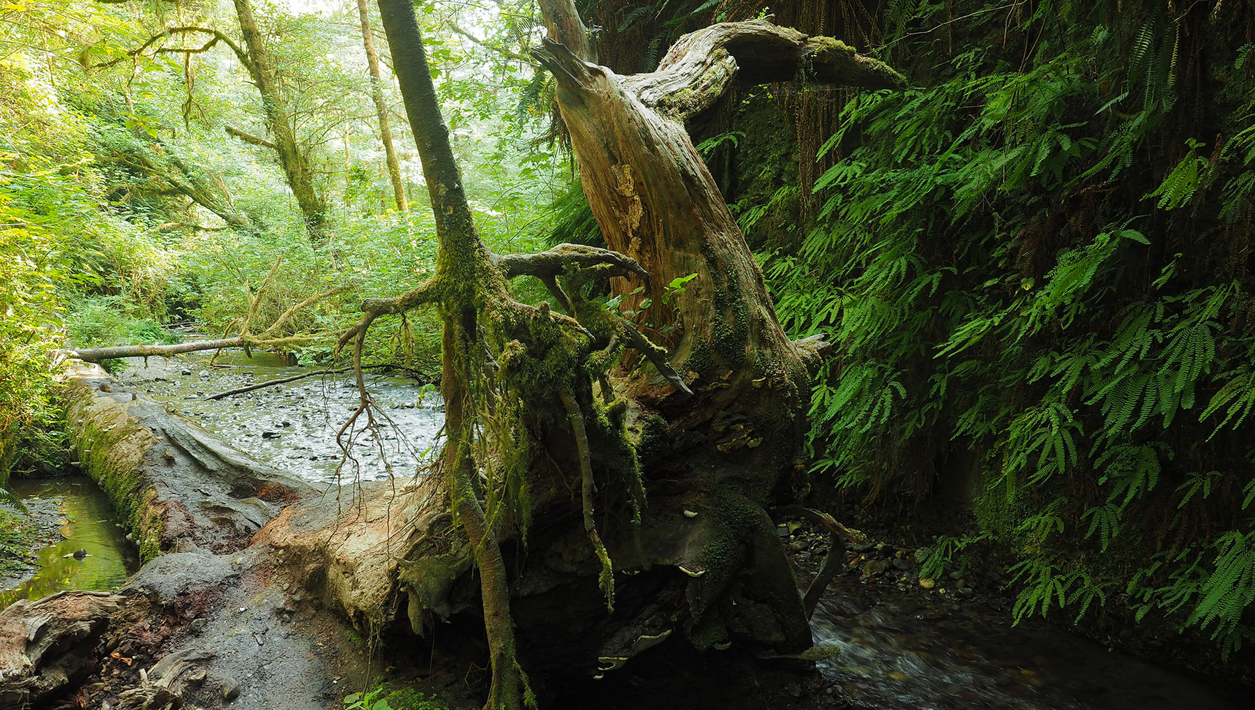 ArtStation - Ancient Forest Photo Pack | Resources