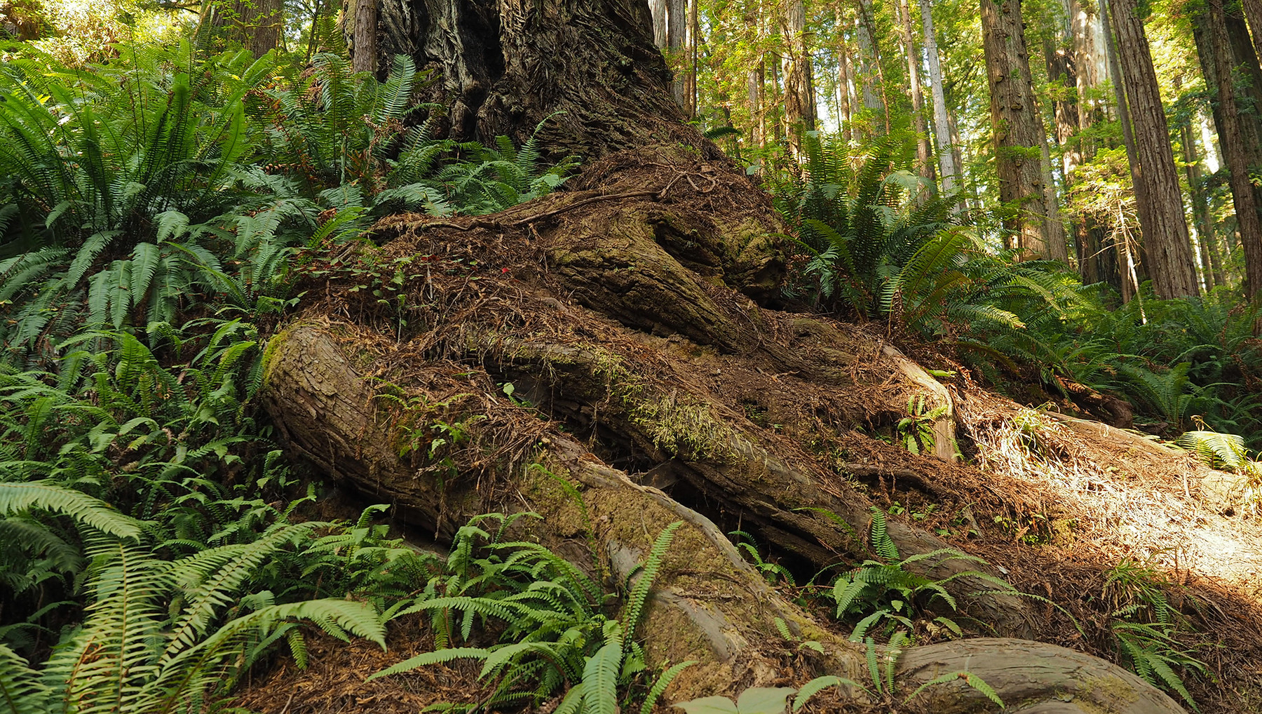 ArtStation - Ancient Forest Photo Pack | Resources