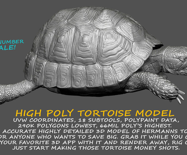 ArtStation - HIGHLY DETAILED TORTOISE 3D MODEL | Resources