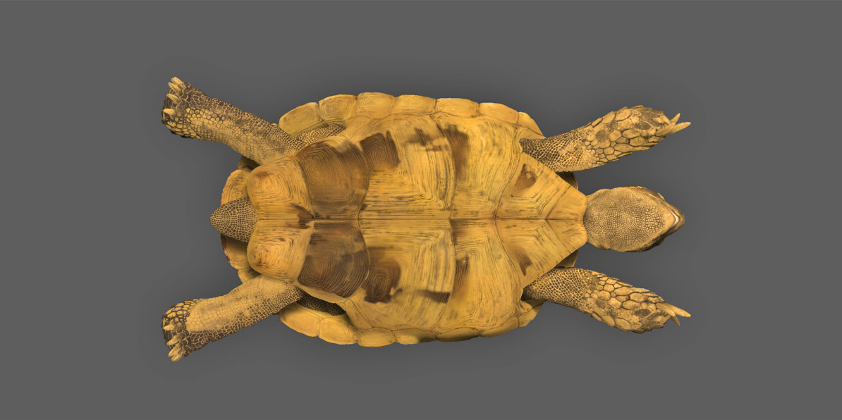 ArtStation - HIGHLY DETAILED TORTOISE 3D MODEL | Resources